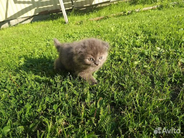 Кошечка в добрые руки