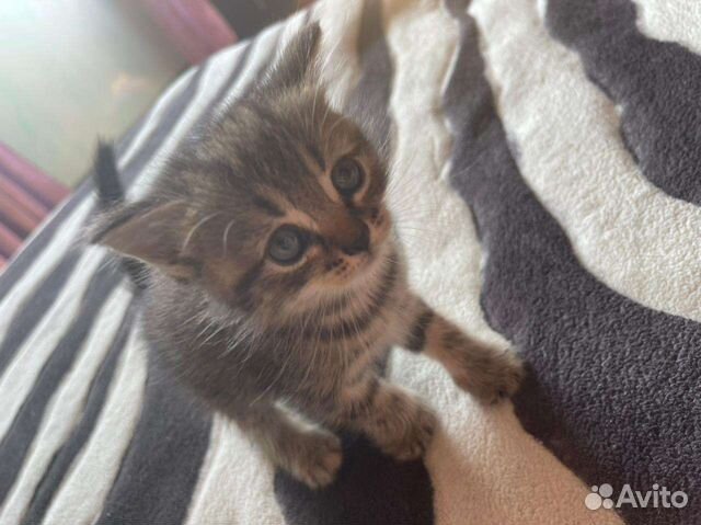 Шотландские прямоухие котята