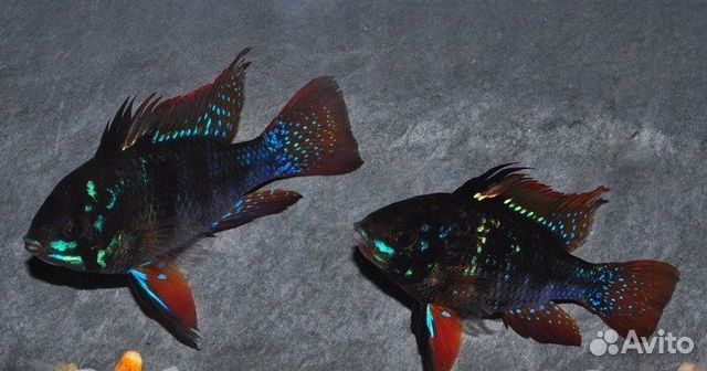 Апистограмма Рамирези "Темный Рыцарь"рыбка