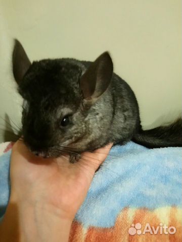 Продам шиншилленка мальчик