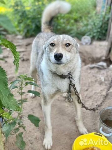 Собака породы лайка в добрые руки