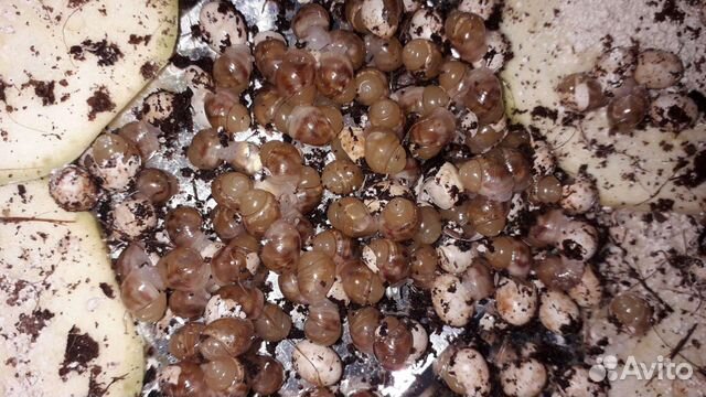 Улитята ахатин