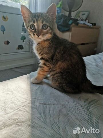 Котенок ищет дом