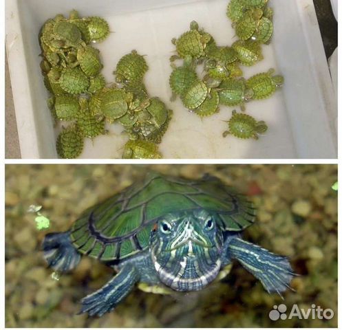 Оптом Красноухии Черепахи