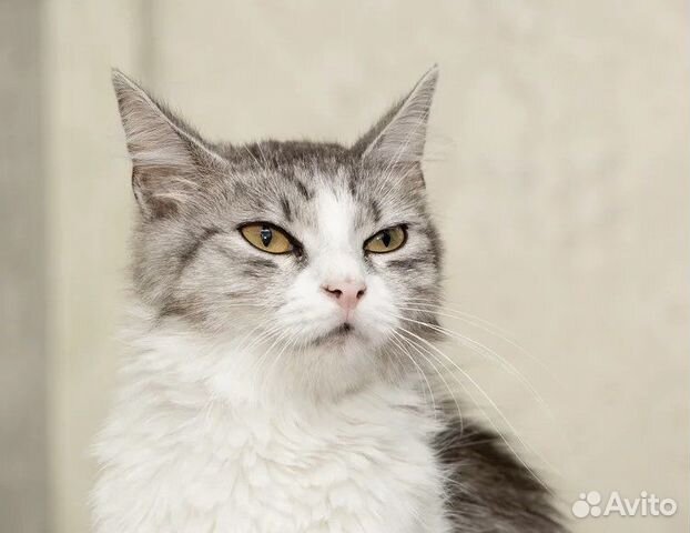 Ла-перм лаперм