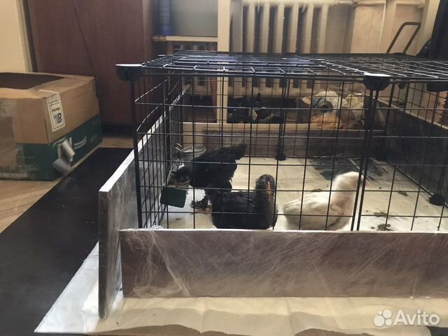 Птицы, возможно страусы