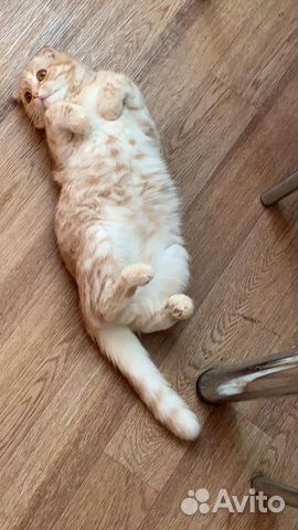 Кот британец рыжий