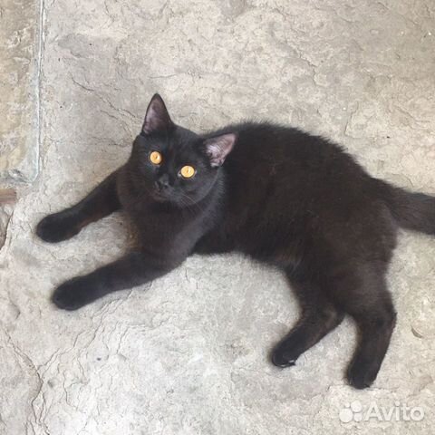Кот