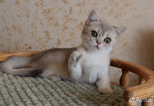 Голубая золотая кошечка