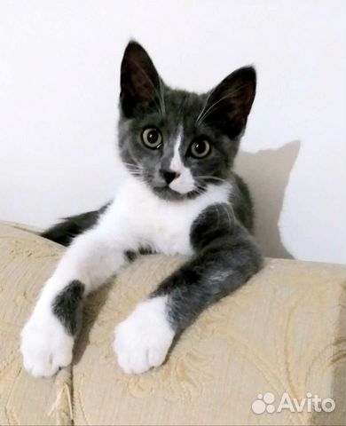 Кошки в добрые руки бесплатно