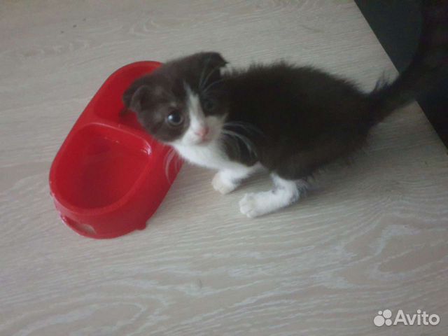Котёнок в добрые руки