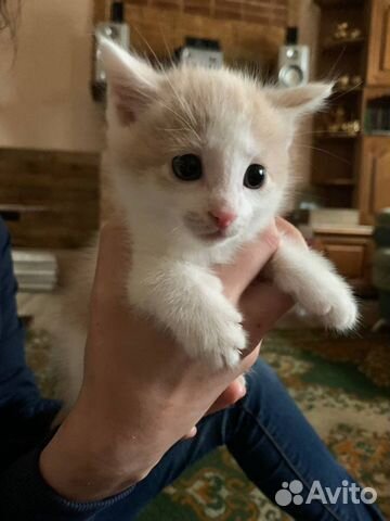 Котята курильский бобтейл
