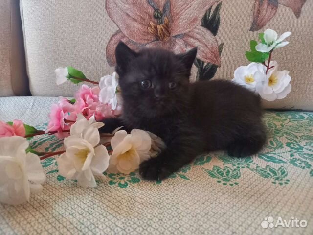 Котята британцы