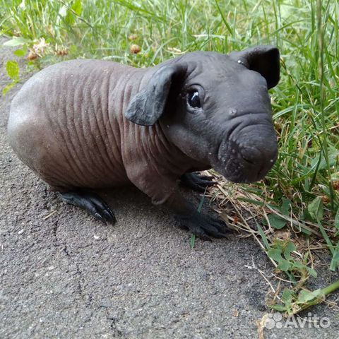 Морская свинка Болдуин