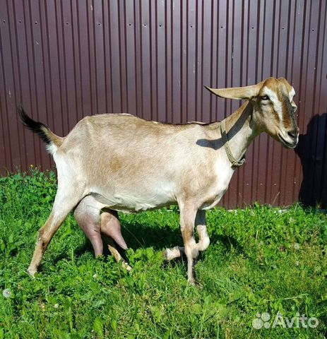 Дойные нубийские козы