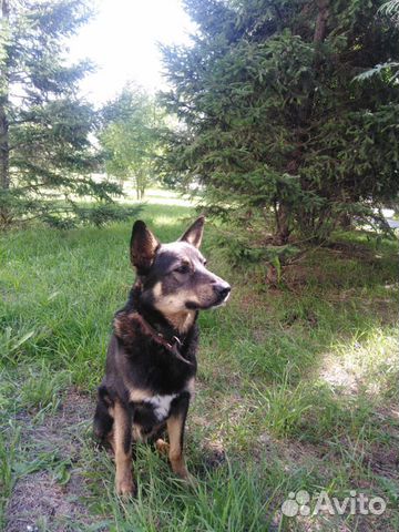 Собака в добрые руки