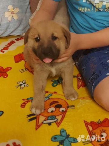 Щенки в добрые руки