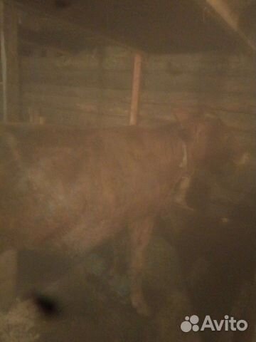 Продаю телку красногорбатовская породы возраст 2 г