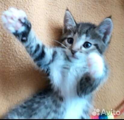 Котенок девочка 5 недель