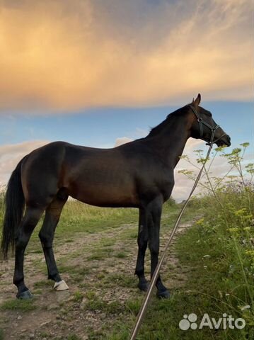 Продажа жеребца