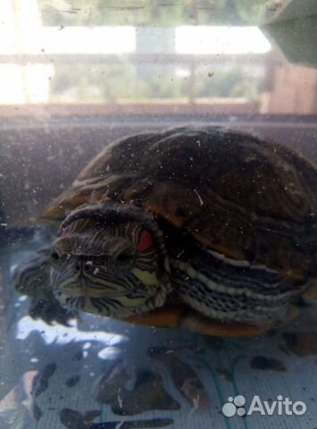 Черепаха
