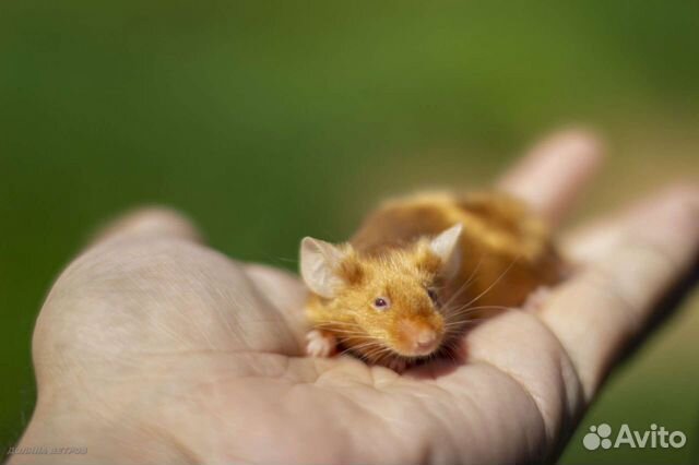 Сатиновый мышонок, ярко-рыжий, блестящий