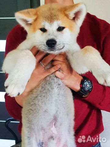 Великолепный щенок японской акиты