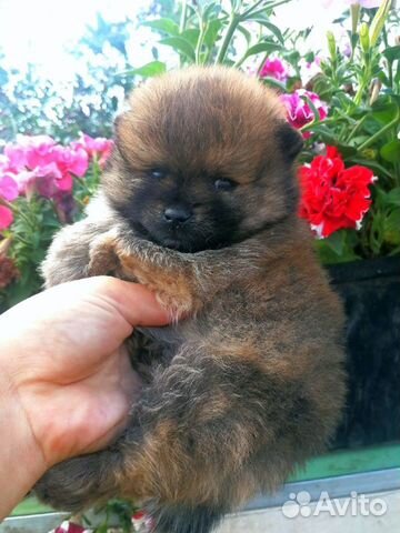 Щенки померанского шпица