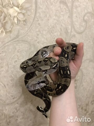 Императорский удав