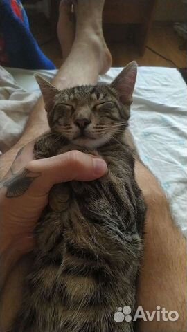 Котëнок 4 месяца