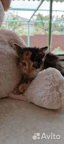 Котенок