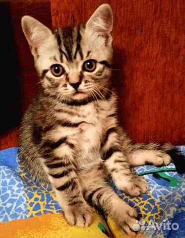 Шотландские котята