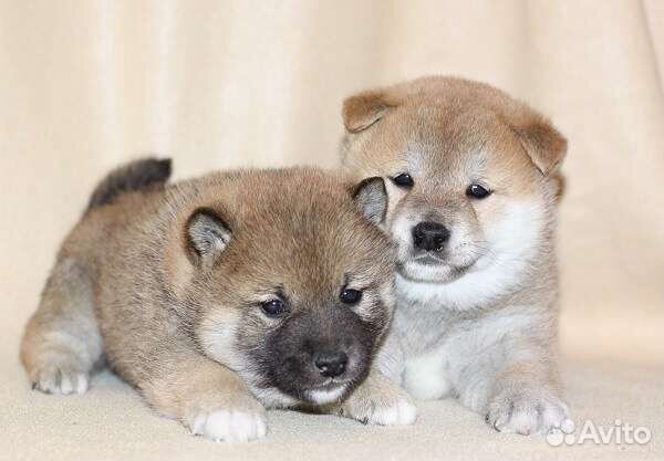 Щенки Сиба Шиба Ину