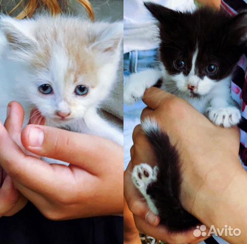 Крошечные котята ищут мам и пап