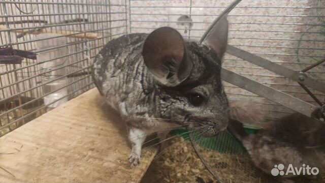 Шиншиллы пара