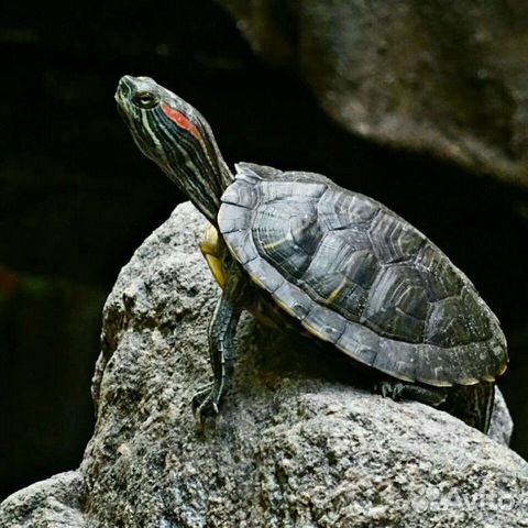 Красноухая черепаха с аквариумом