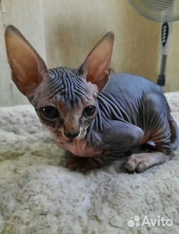 Канадский сфинкс котенок