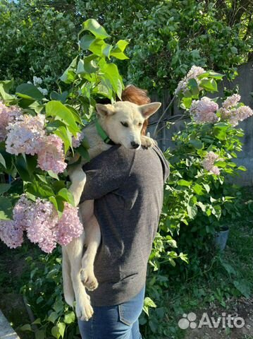 Щенок Очень классный и Умница Мальчишка