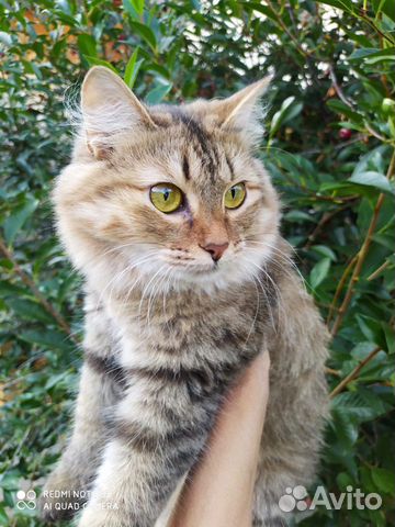 Самая Ласковая кошка