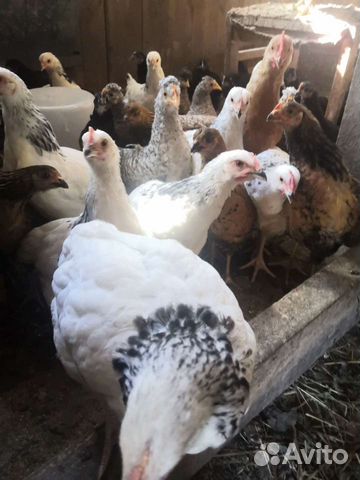 Куры цыплята 3+ месяца породистые