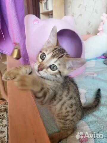 Бенгальская кошка
