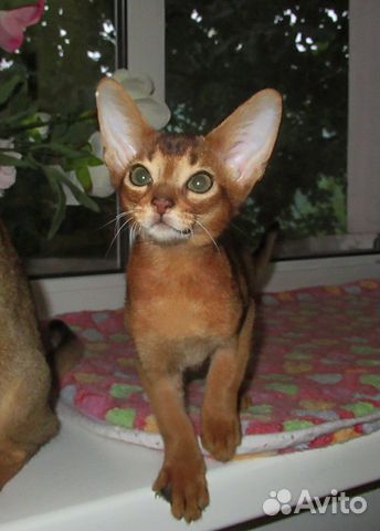 Абиссинские котята