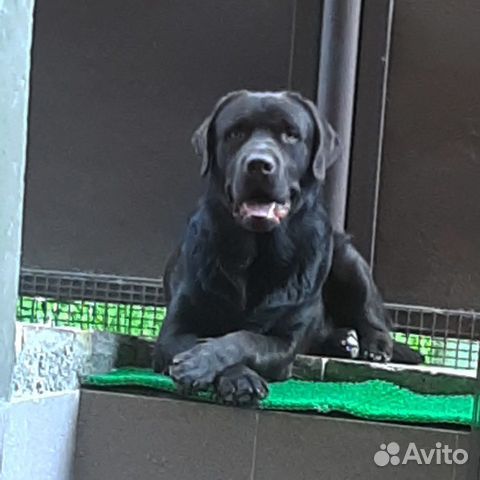 Кобель лабрадора вязка