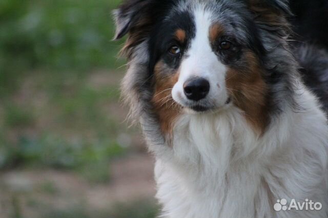 Австралийская овчарка