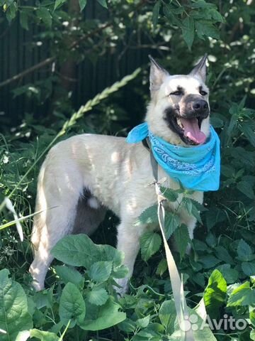 Красавчик Локки в добрые руки