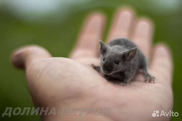 Сатиновая мышка, голубого окраса