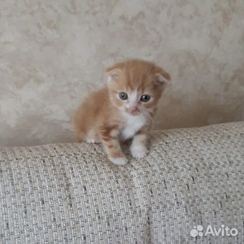 Шотладские котята отдам в добрые руки