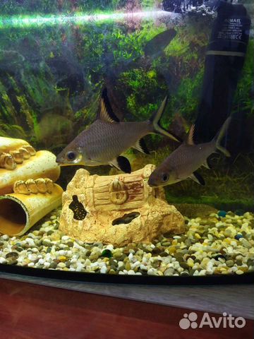 Аквариумные рыбки