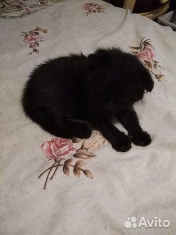 Отдам бесплатно в хорошие руки котенка 2 месяца