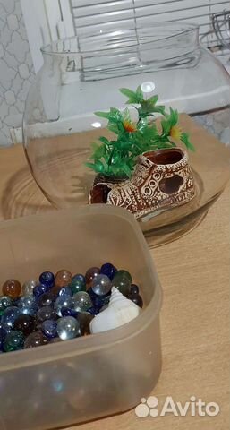 Аквариумов петушка